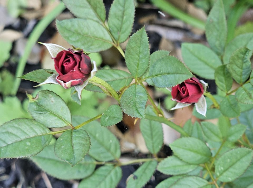 Tiny Miniature Roses | Terry Spear's Shifters