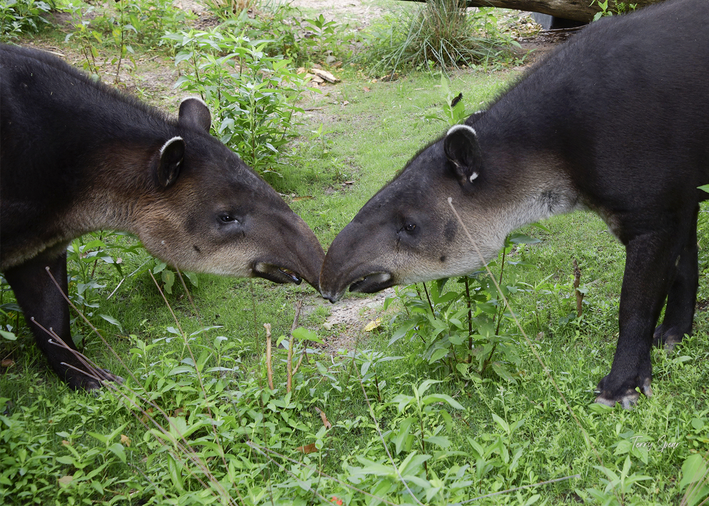 Noses Nuzzling | Terry Spear's Shifters