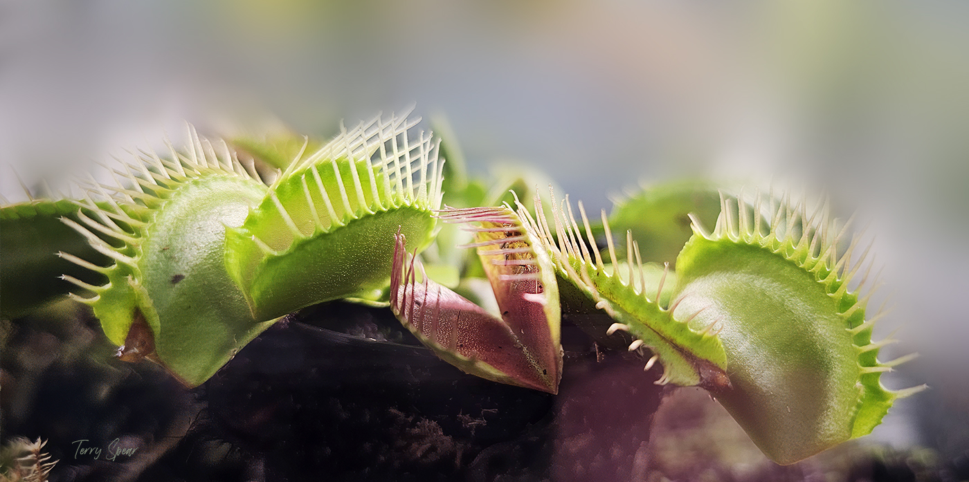Venus Fly Trap | Terry Spear's Shifters