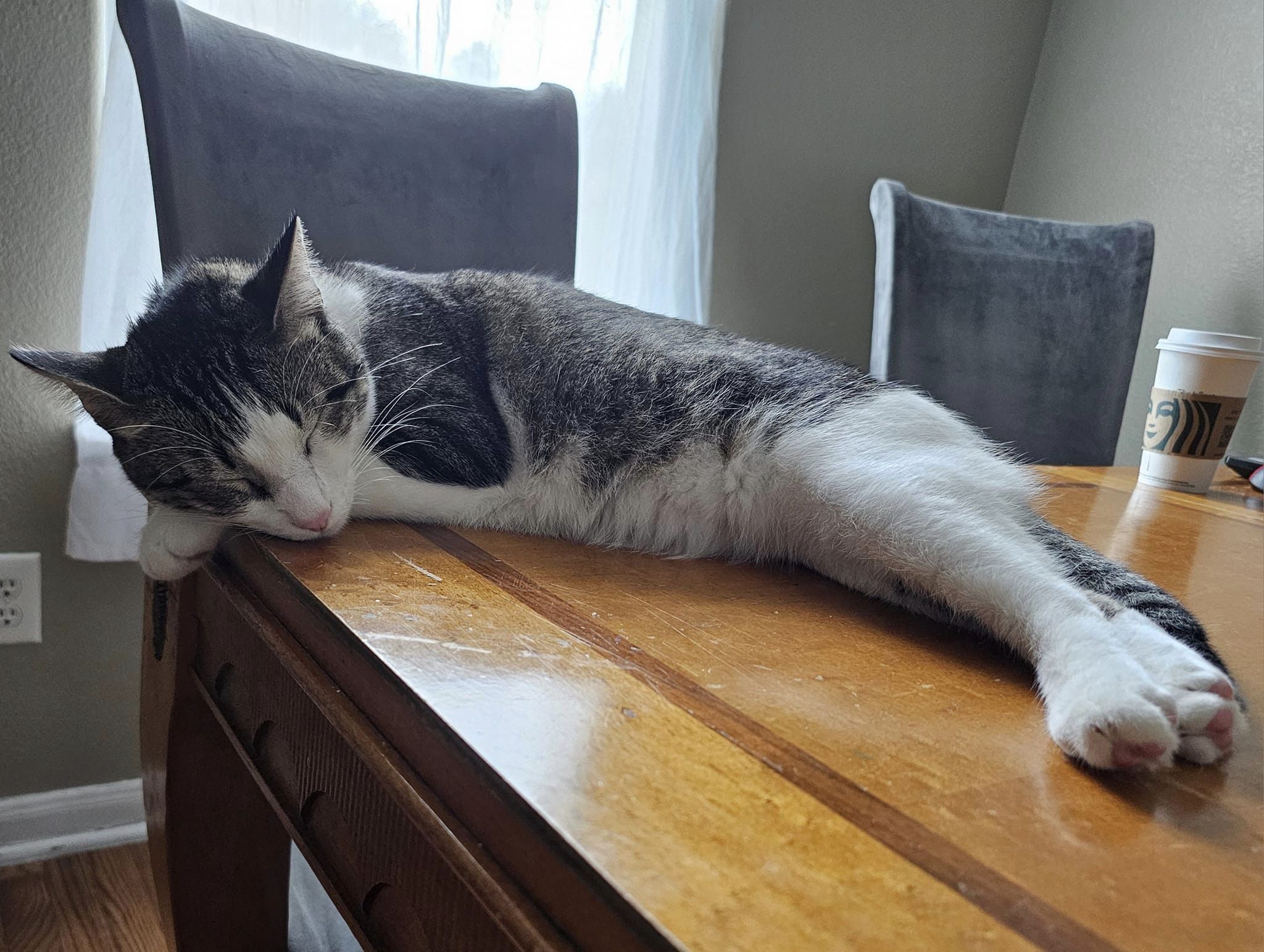 A Friend’s Cat | Terry Spear's Shifters
