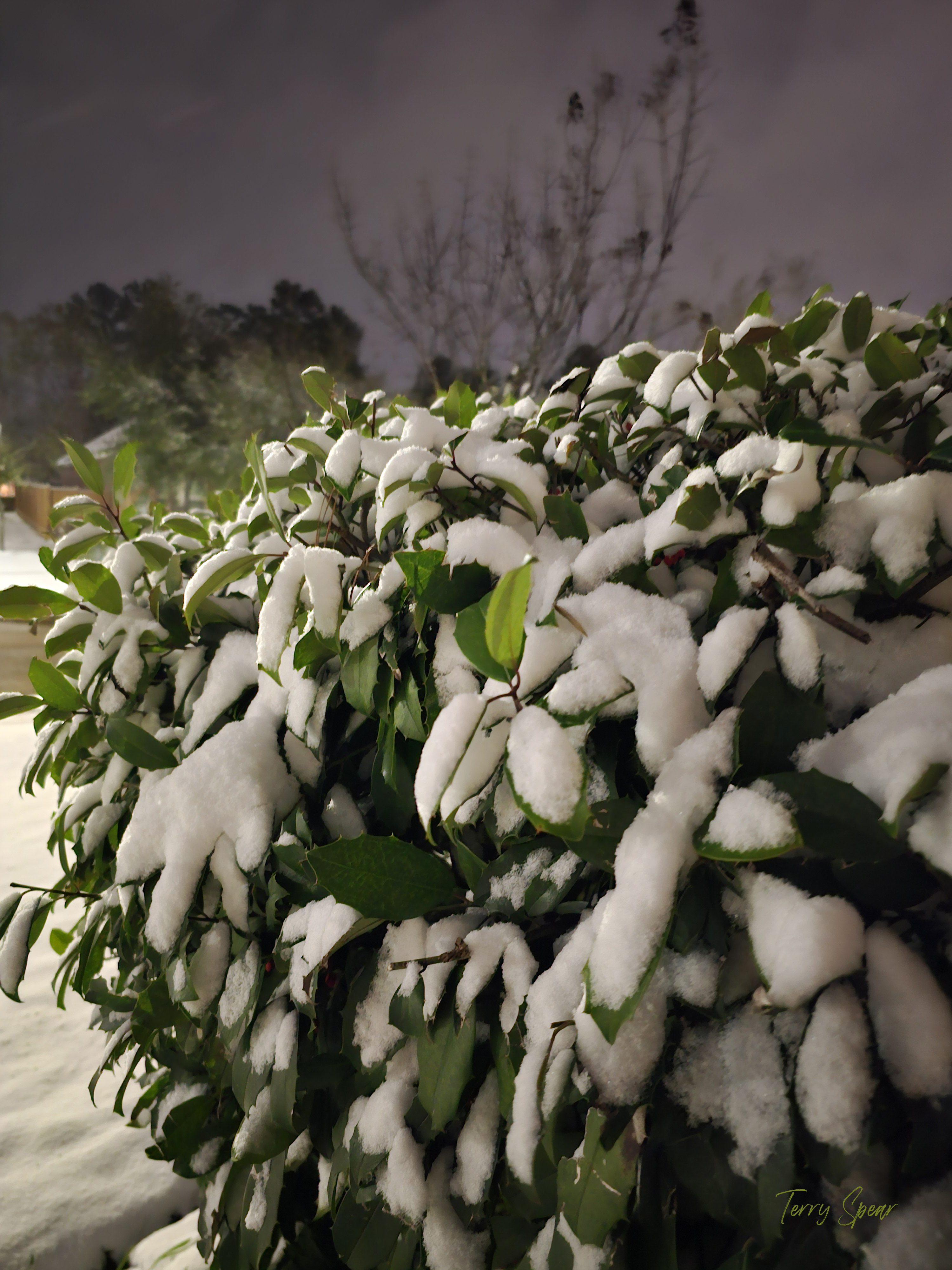 Snow! | Terry Spear's Shifters