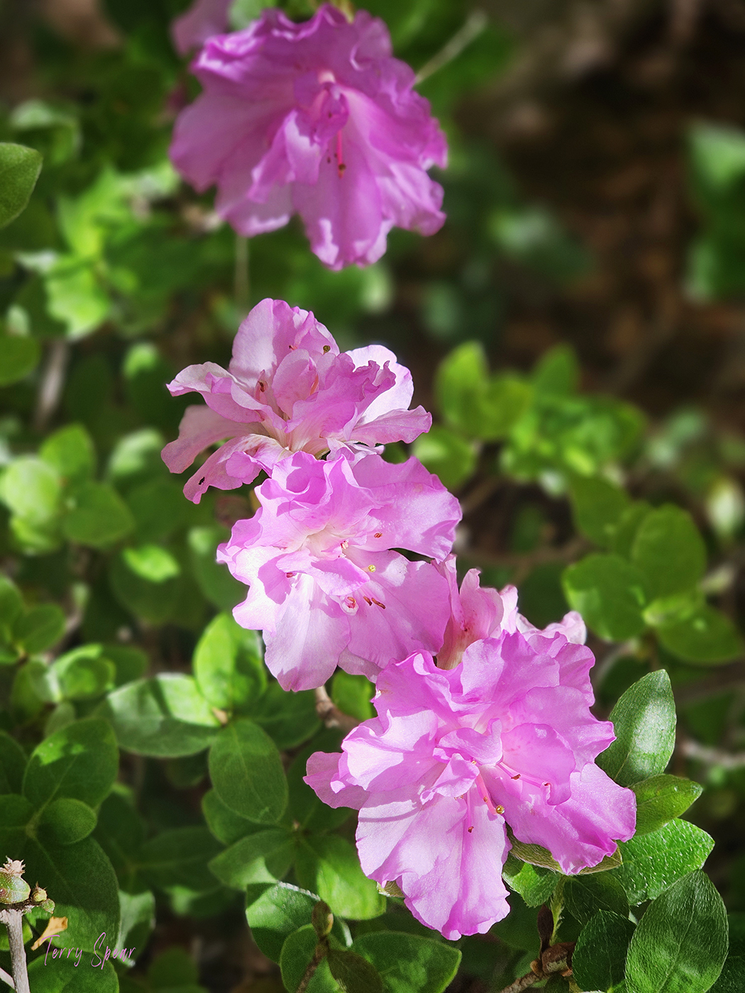 A Cascade of Azaleas | Terry Spear's Shifters