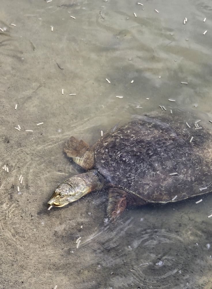 Bottlenose Turtle | Terry Spear's Shifters