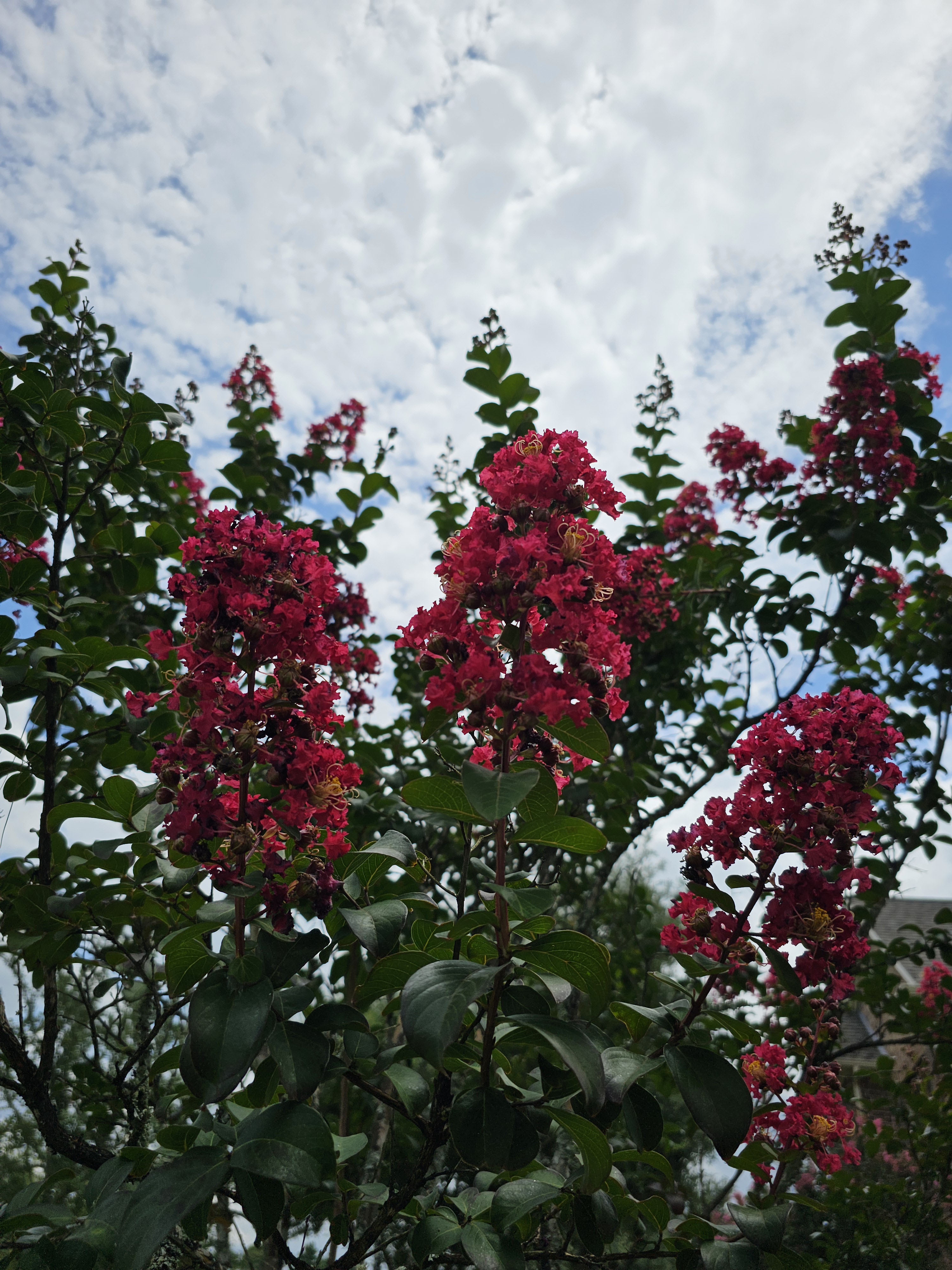 Red Crepe Myrtle in Bloom | Terry Spear's Shifters