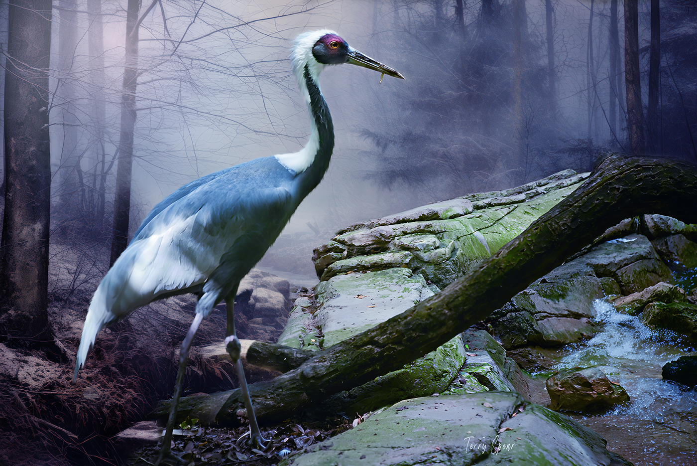 Sandhill Crane at the Dallas Zoo | Terry Spear's Shifters